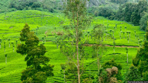 7 Vattavada Tourist Places To Visit: Hidden Paradise in Munnar